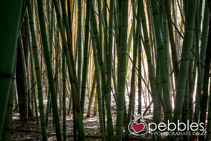 Big Heart Bamboo… edible bamboo shoots grown with love on the Sunshine ...