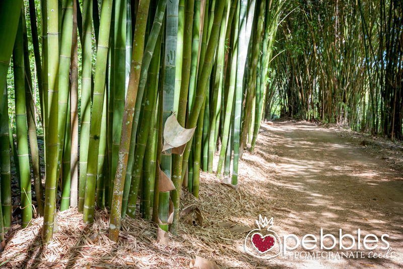 Big Heart Bamboo… edible bamboo shoots grown with love on the Sunshine ...