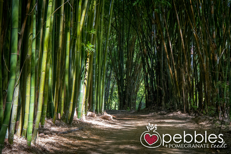 Big Heart Bamboo… edible bamboo shoots grown with love on the Sunshine ...