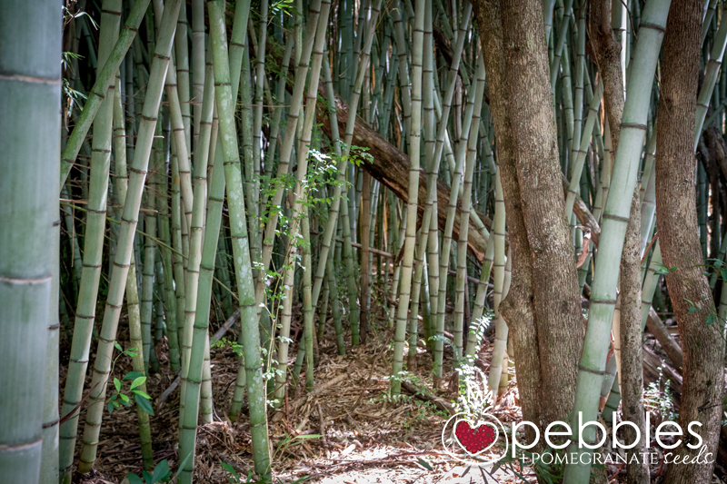 Big Heart Bamboo… edible bamboo shoots grown with love on the Sunshine ...