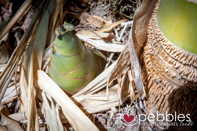 Big Heart Bamboo… edible bamboo shoots grown with love on the Sunshine ...